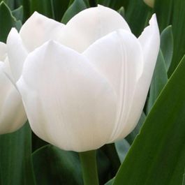Tulp 'Royal Virgin' bloembollen koop je bij Garmundo, direct vanaf de ...