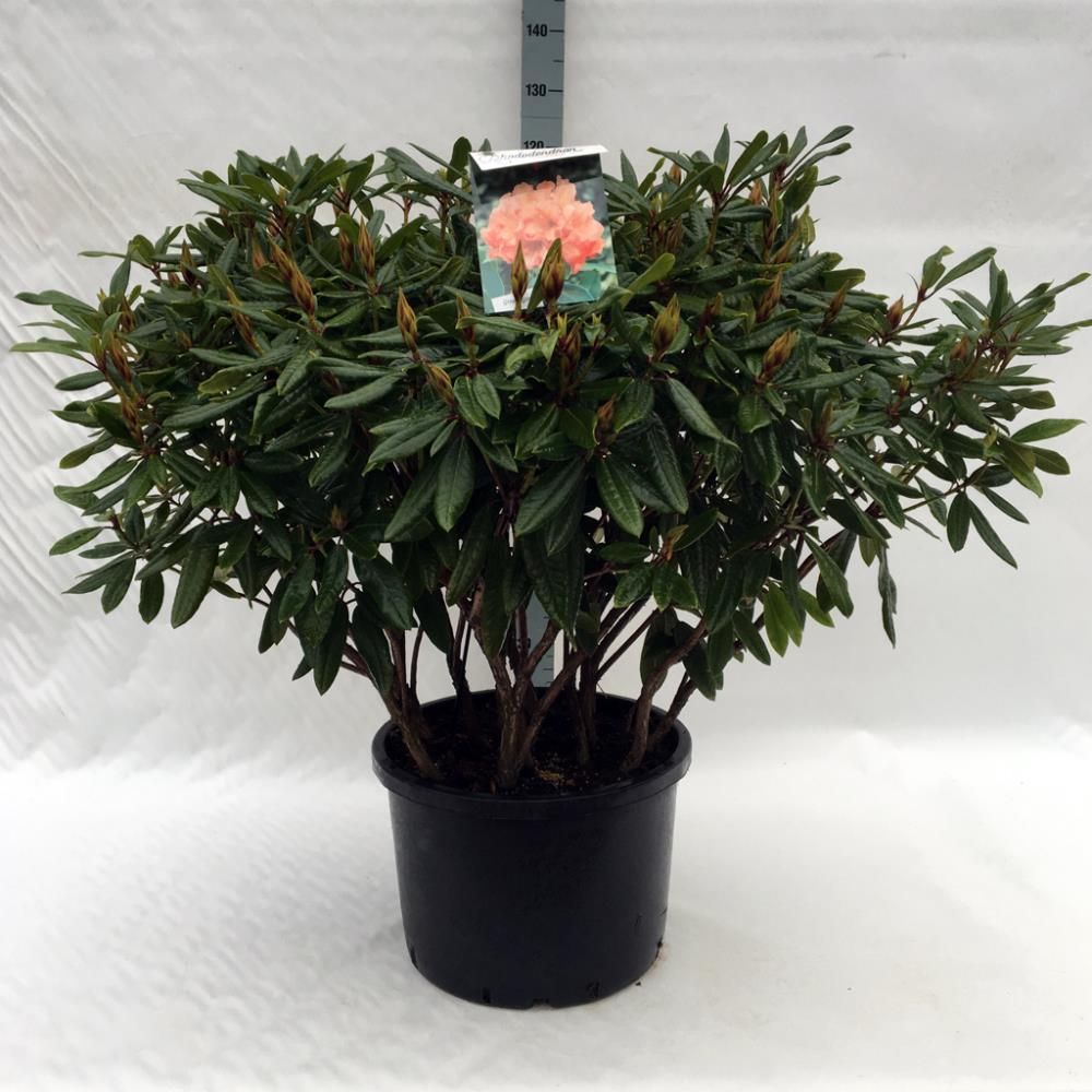 Rhododendron hybride ‘Tortoiseshell Orange’ | Garmundo