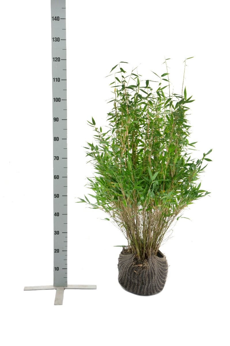 Bambus Fargesia Simba (Fargesia murieliae 'Simba') | Garmundo.dk