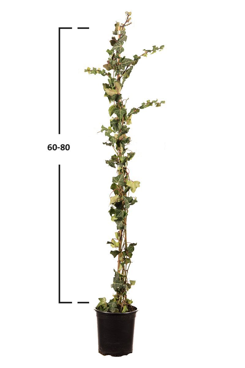 Irsk eller storbladet vedbend (Hedera Hibernica) | Garmundo.dk