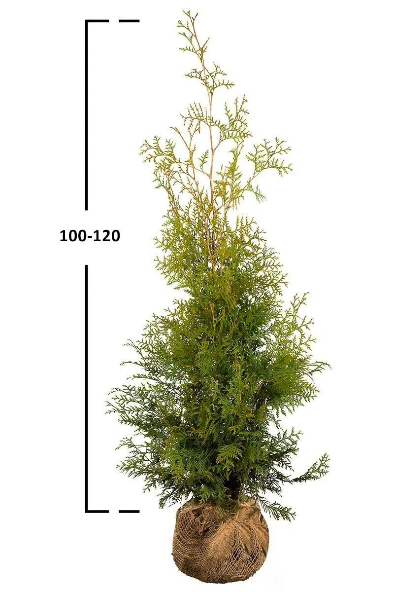 Thuja occidentalis 'Brabant' (Almindelig thuja) | Garmundo