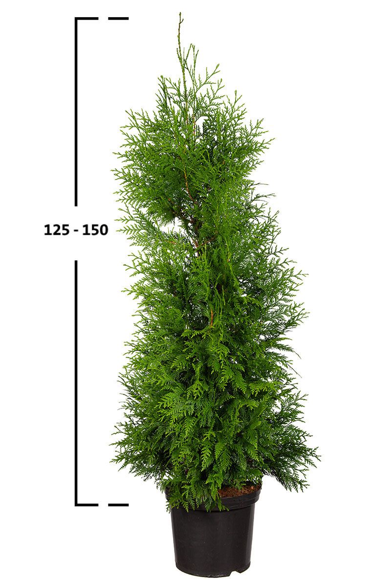 Thuja plicata 'Excelsa' (kæmpethuja)| Garmundo