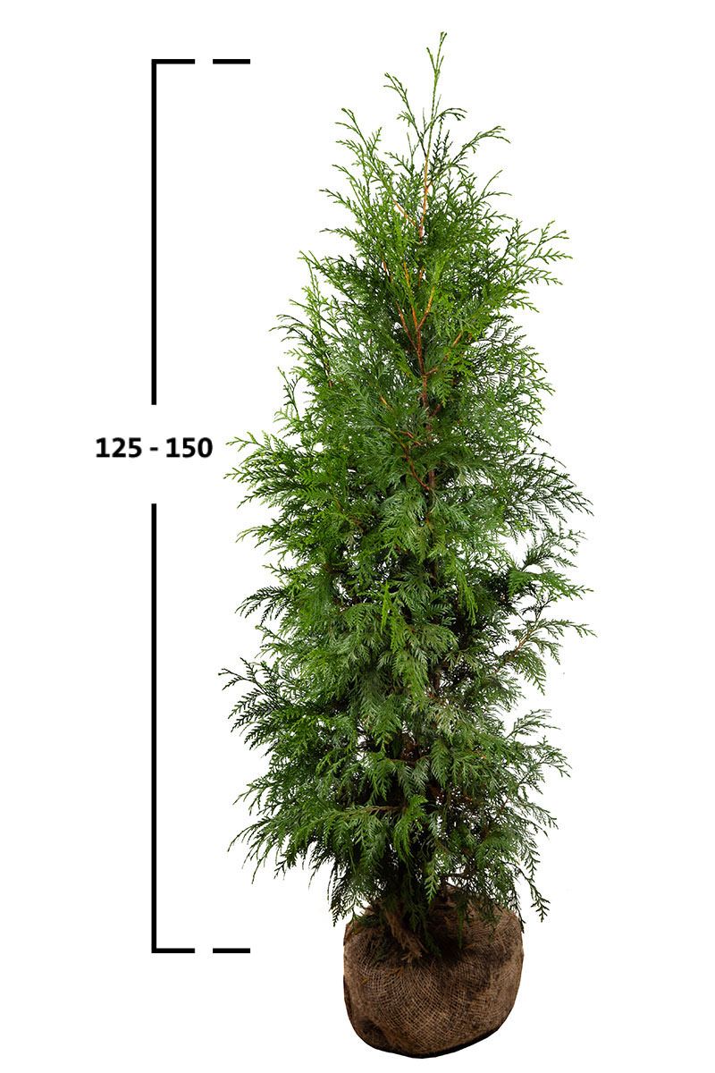 Thuja plicata 'Excelsa' (kæmpethuja)| Garmundo