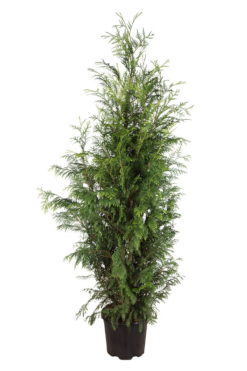 Thuja plicata 'Excelsa' (kæmpethuja)| Garmundo
