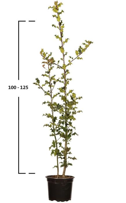Gewone hulst (Ilex aquifolium) | Garmundo
