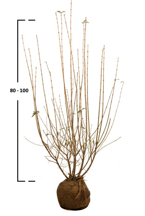Gewone liguster (Ligustrum vulgare) | Garmundo