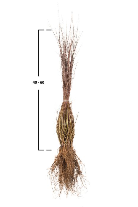 Purpurpil (Salix purpurea 'Nana') | Garmundo