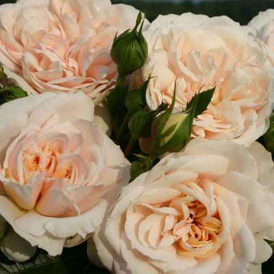 Vil du bestille historiske roser? Så skal du vælge Garmundo!