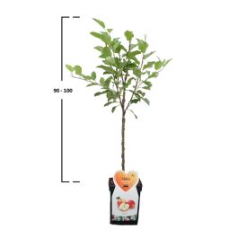 Appel 'Golden Delicious'