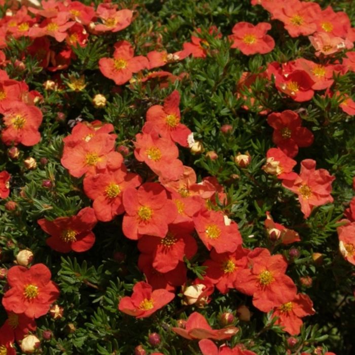 Buskpotentil 'Red Ace' (Potentilla fruticosa 'Red Ace') | Garmundo