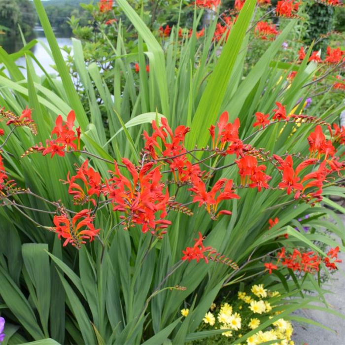 Køb Crocosmia ‘Lucifer’ (Montbretia) online | Garmundo.dk | Pakke på 3m²