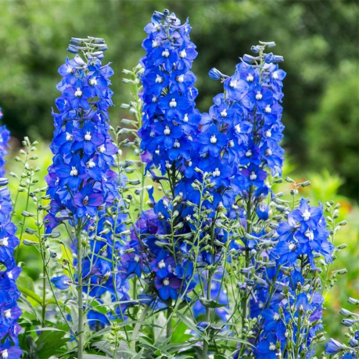Køb Delphinium ‘Blue Bird’ (Ridderspore) online | Garmundo.dk | Pakke ...