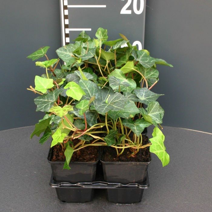 Irsk vedbend som bunddækkeplante hos Garmundo