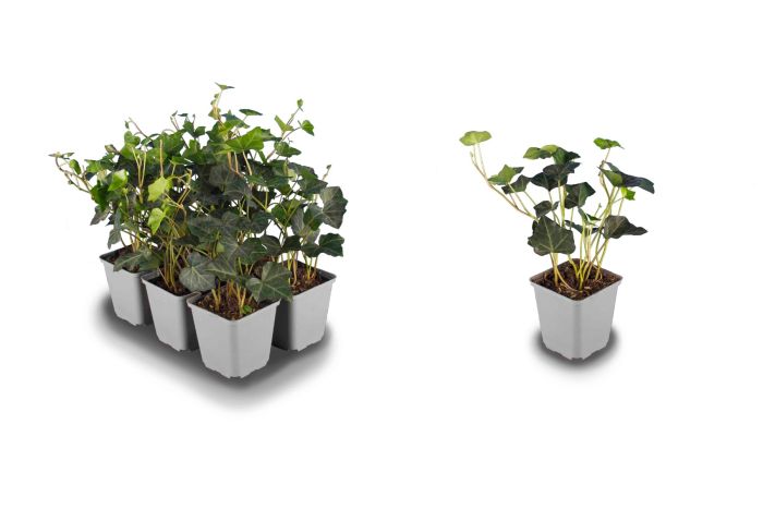 Irsk vedbend som bunddækkeplante hos Garmundo