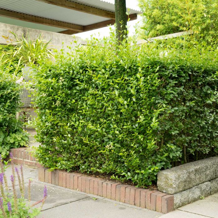 Storbladet liguster (Ligustrum ovalifolium) | Garmundo.dk