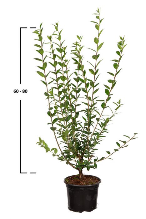 Gewone liguster (Ligustrum vulgare) | Garmundo