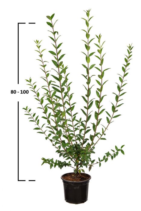Gewone liguster (Ligustrum vulgare) | Garmundo
