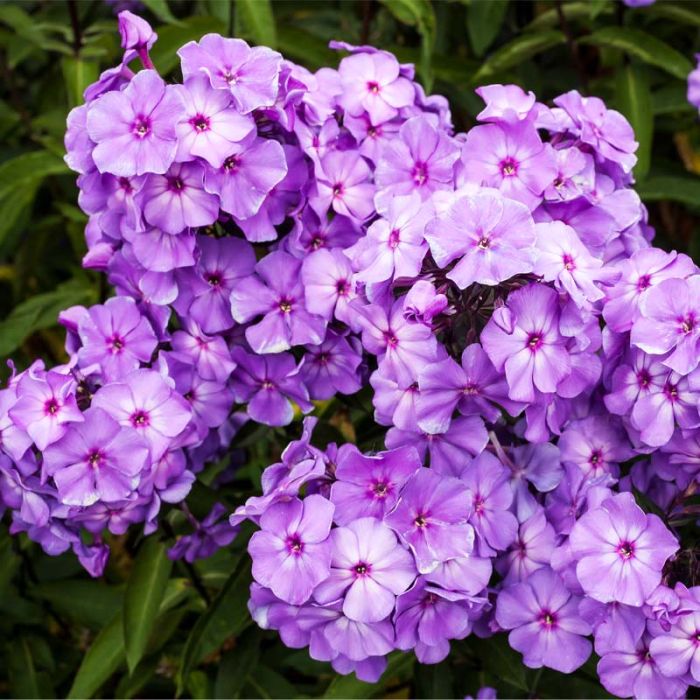 Køb Phlox paniculata ‘Blue Paradise’ (Floks) online | Garmundo.dk | Pakke på 3m²