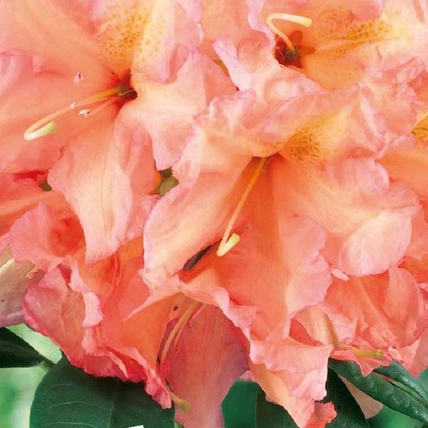 Rhododendron hybride ‘Tortoiseshell Orange’ | Garmundo