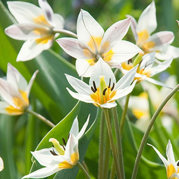 Botanische Turkse tulp bloembollen koop je bij Garmundo, direct vanaf ...